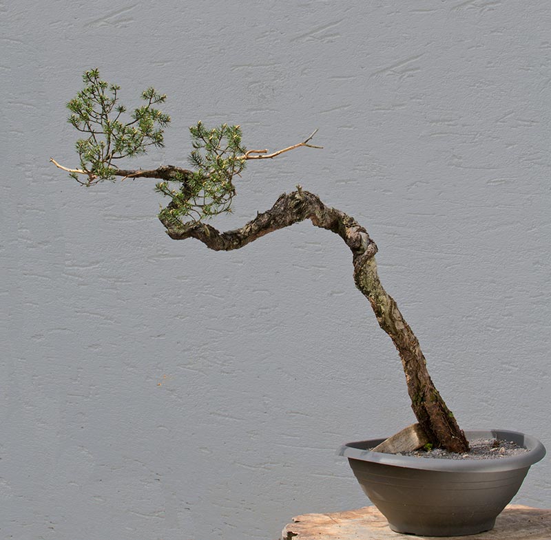 Walter Pall Bonsai Adventures: The next generation of literati trees