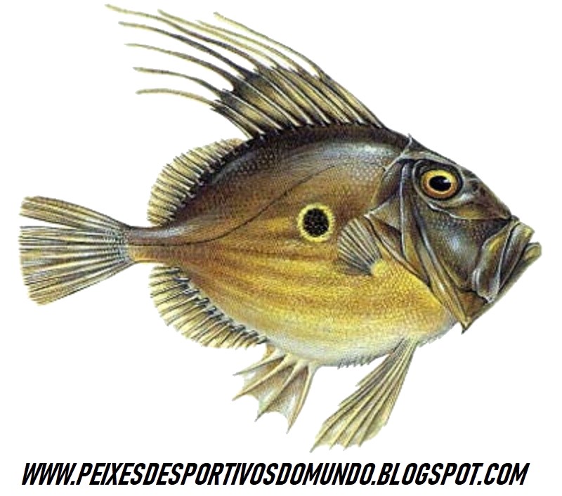 PEIXES DESPORTIVOS DO MUNDO: O PEIXE GALO - Zeus faber ( Linnaeus, 1758 )
