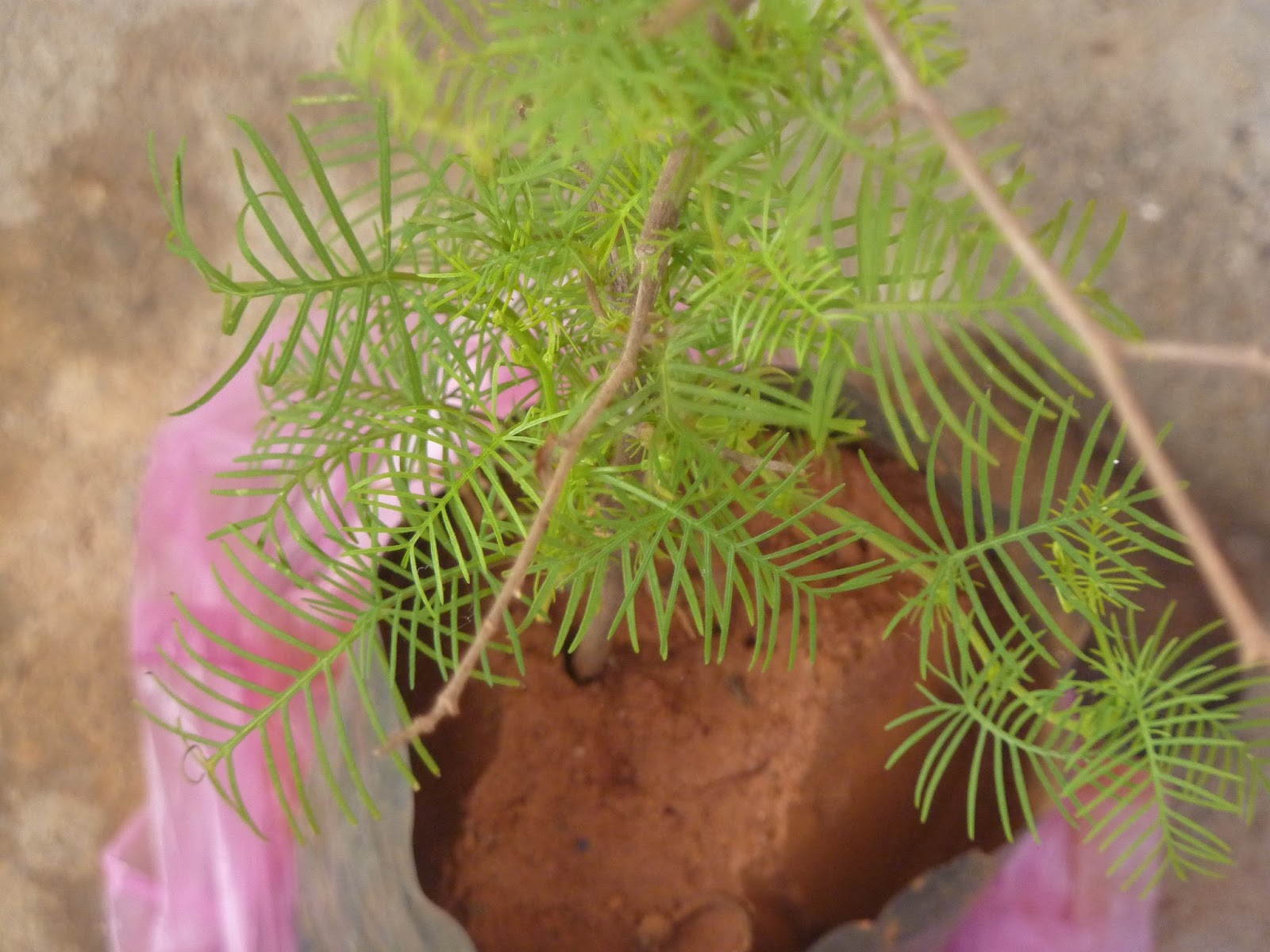 Our Edible Garden: Mayil Manikkam