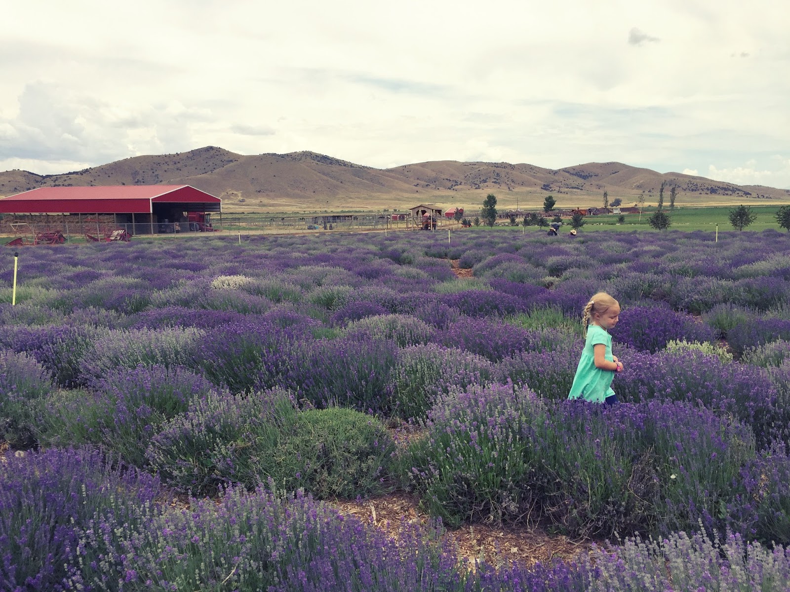 Mommy Vignettes: Lavender Farm in Mona, UT