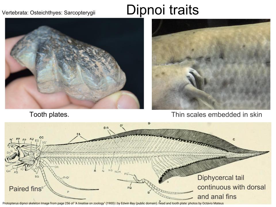 Lusodinos- Dinossauros de Portugal: Dipnoicos, os peixes com pulmões