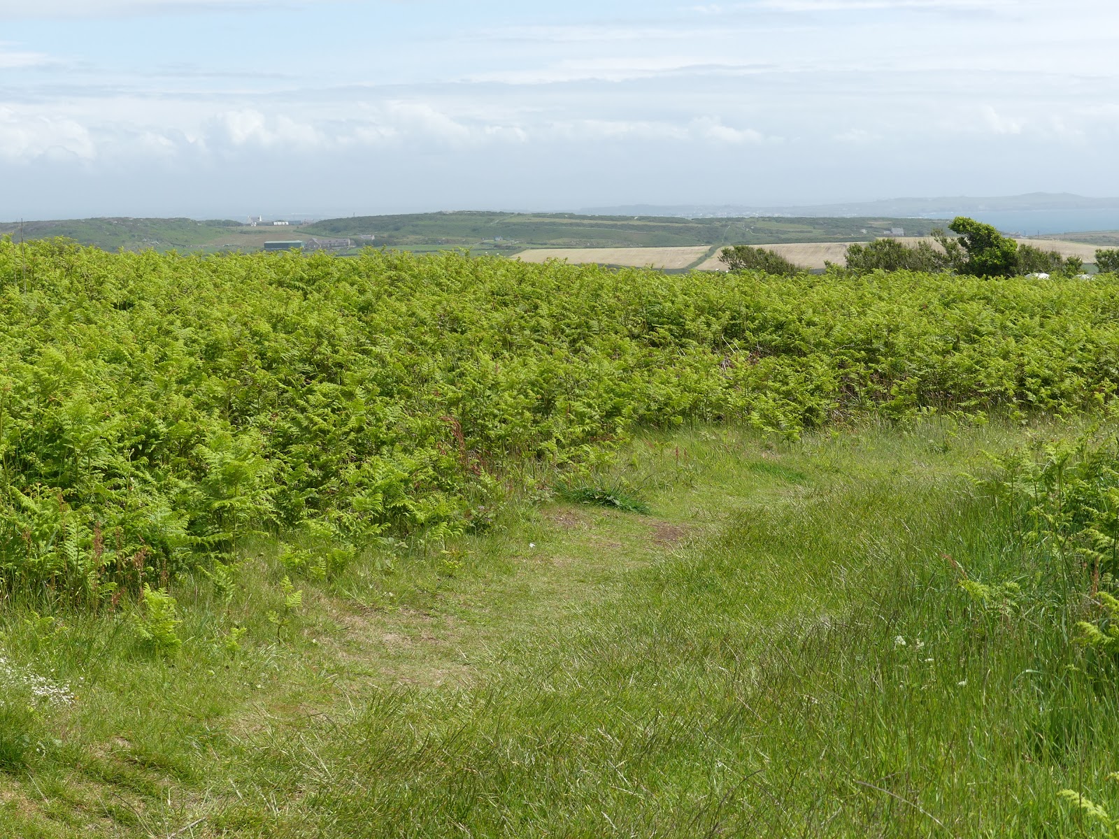 Ragged Robin's Nature Notes: Anglesey - Day 3 Monday 17th June - Part 2 ...