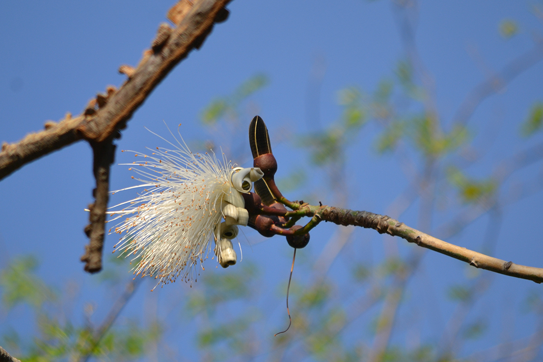 Nubardo Coy: El Ceibo barrigón o barrigón (Pseudobombax septenatum)