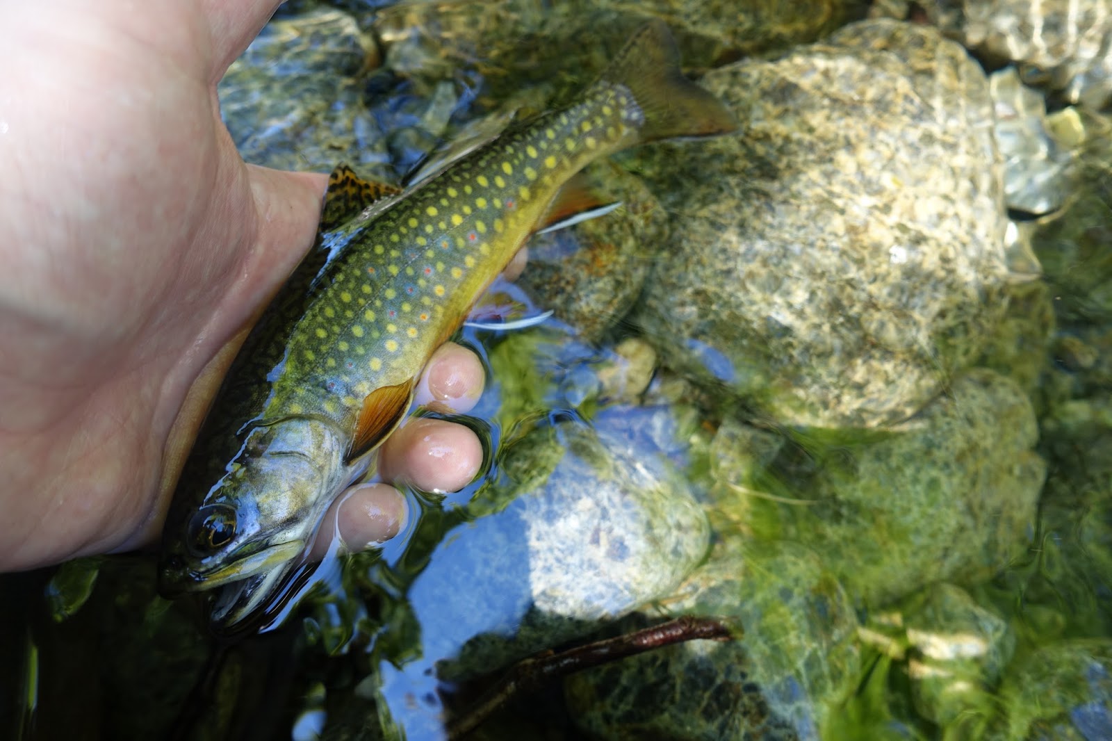 Of Rock & Riffle: Northeast American Genryu #3 - NYC Tenkara Anglers in ...
