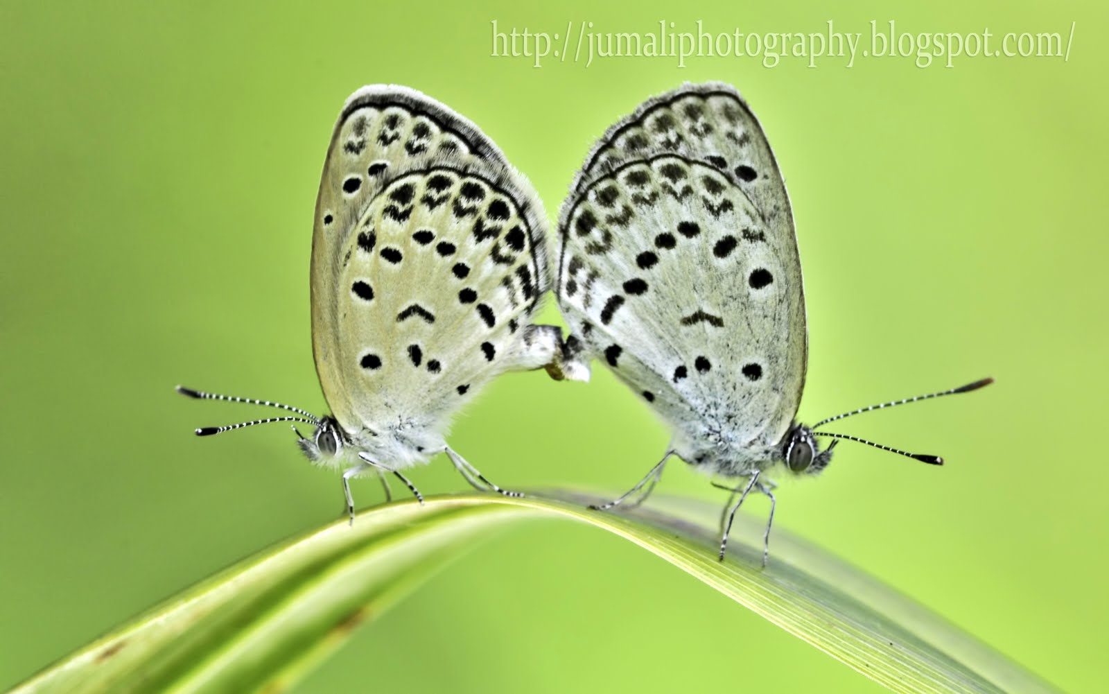 JP Jumali Photography: Butter Fly (Reproduction)