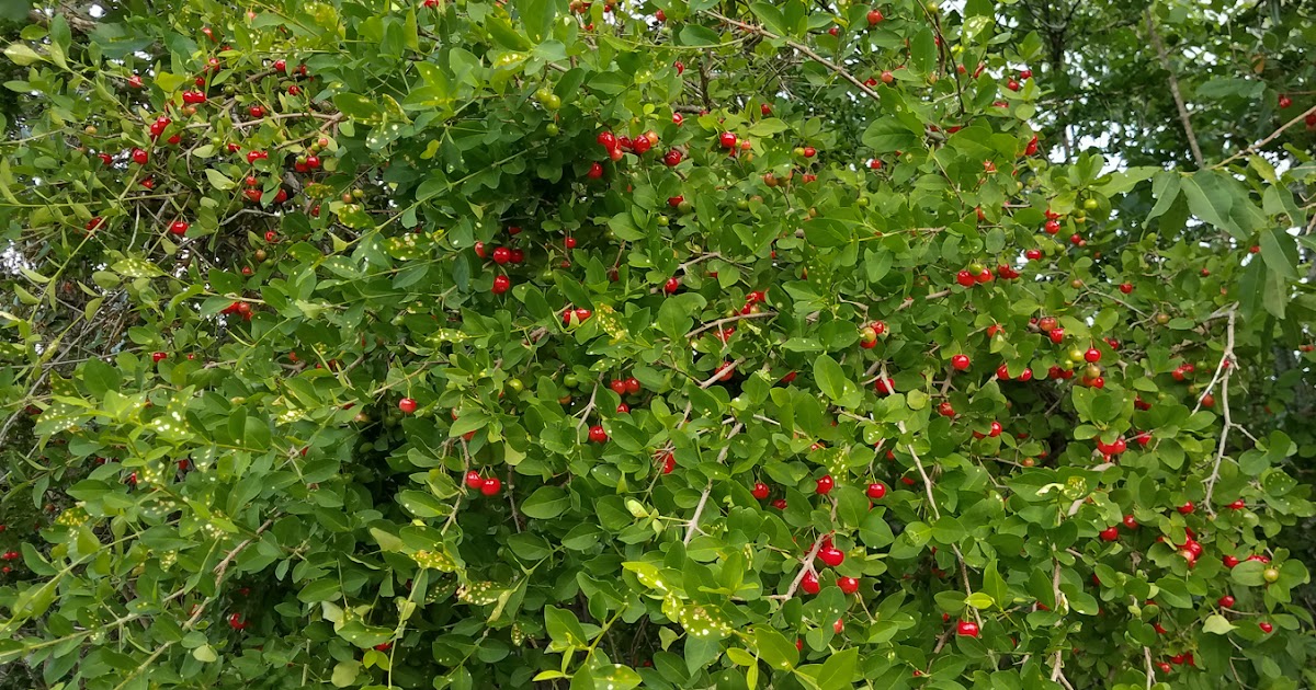 Brad's Bonaire Update: Shimarukus in November