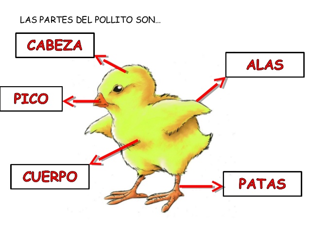 El Baúl de Gonzalo. Recursos en educación infantil: El Pollito