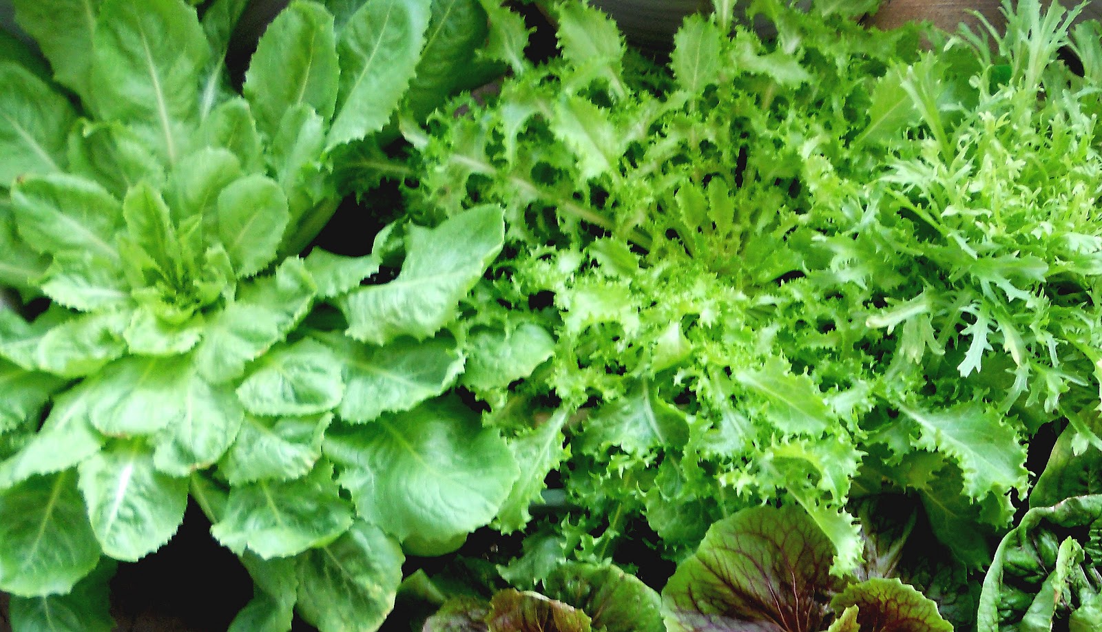 A Kitchen Garden in Kihei Maui: Growing Heirloom Endive & Escarole