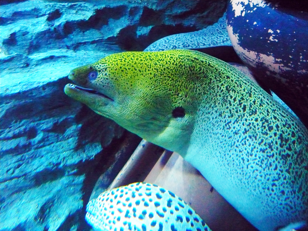 Hallo Phoebe: S.E.A. Aquarium