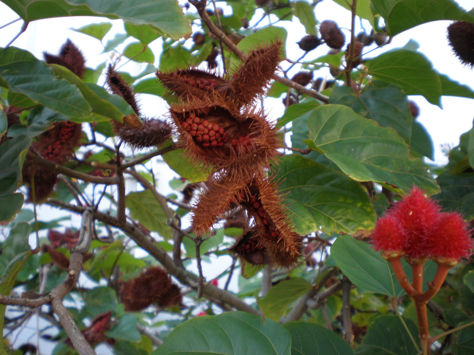 Farms Forests Foods: Keeping Traditions Alive: Making Achiote in the ...