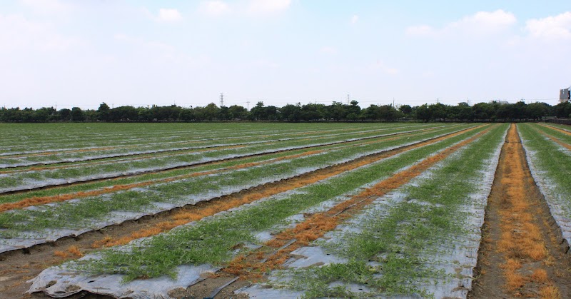 Estudiando Agricultura en Taiwán: Sandia: arraigando zarcillos