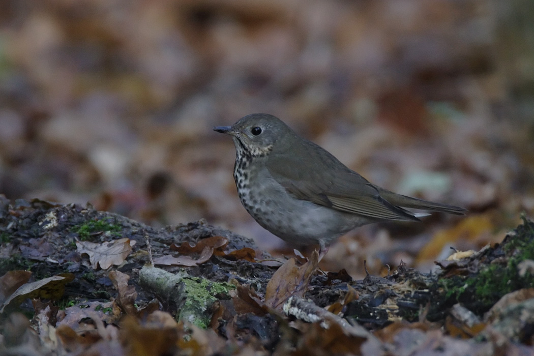 Gary Jenkins Bird Photography: Grey Cheeked Thrush, Great Wood Country ...