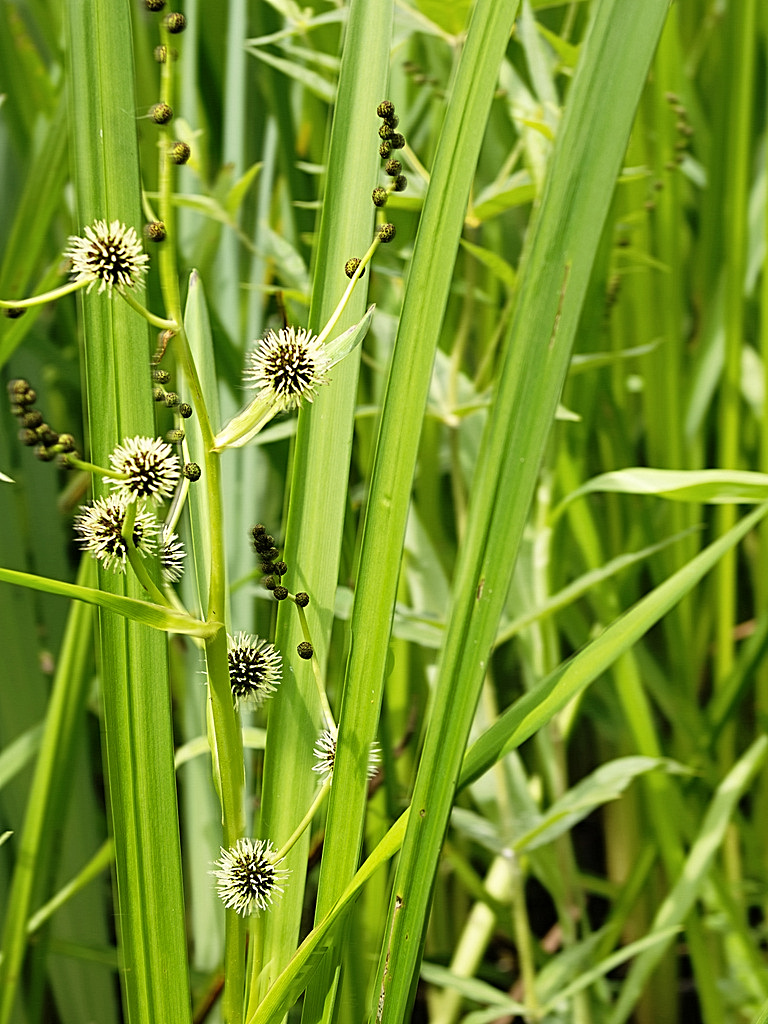 Milton Country Park Through the Year: Reeds
