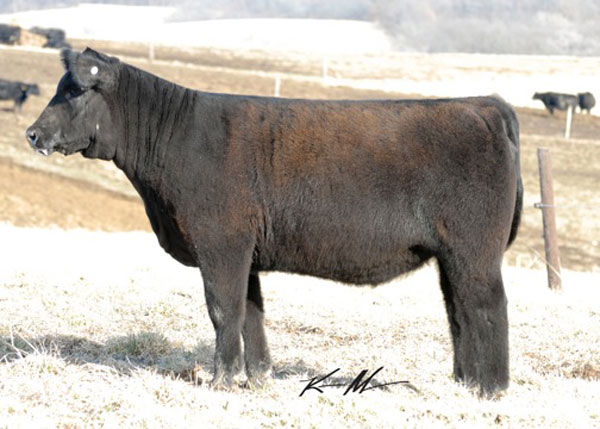 Lautner Farms: Bremer Show Cattle Online Sale