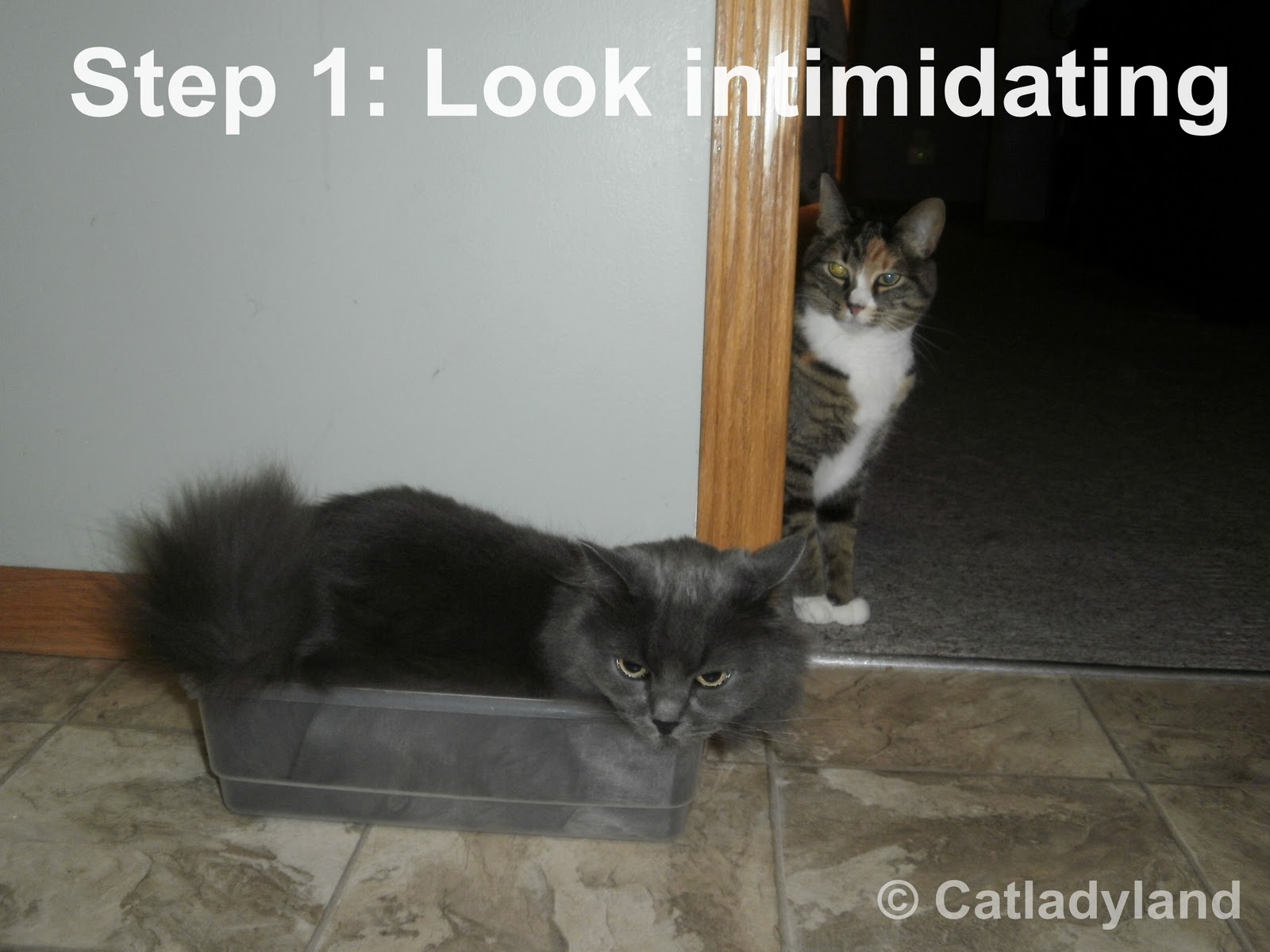 Catladyland: Cats are Funny: How to Steal a Box in Four Easy Steps