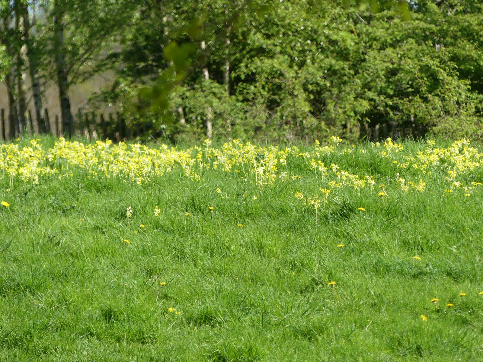 Ragged Robin's Nature Notes: Ryton Woods - in search of Bluebells