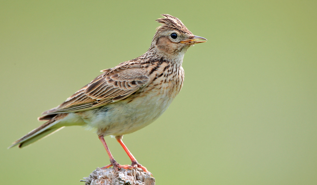 Pasari calatoare: Pasari calatoare