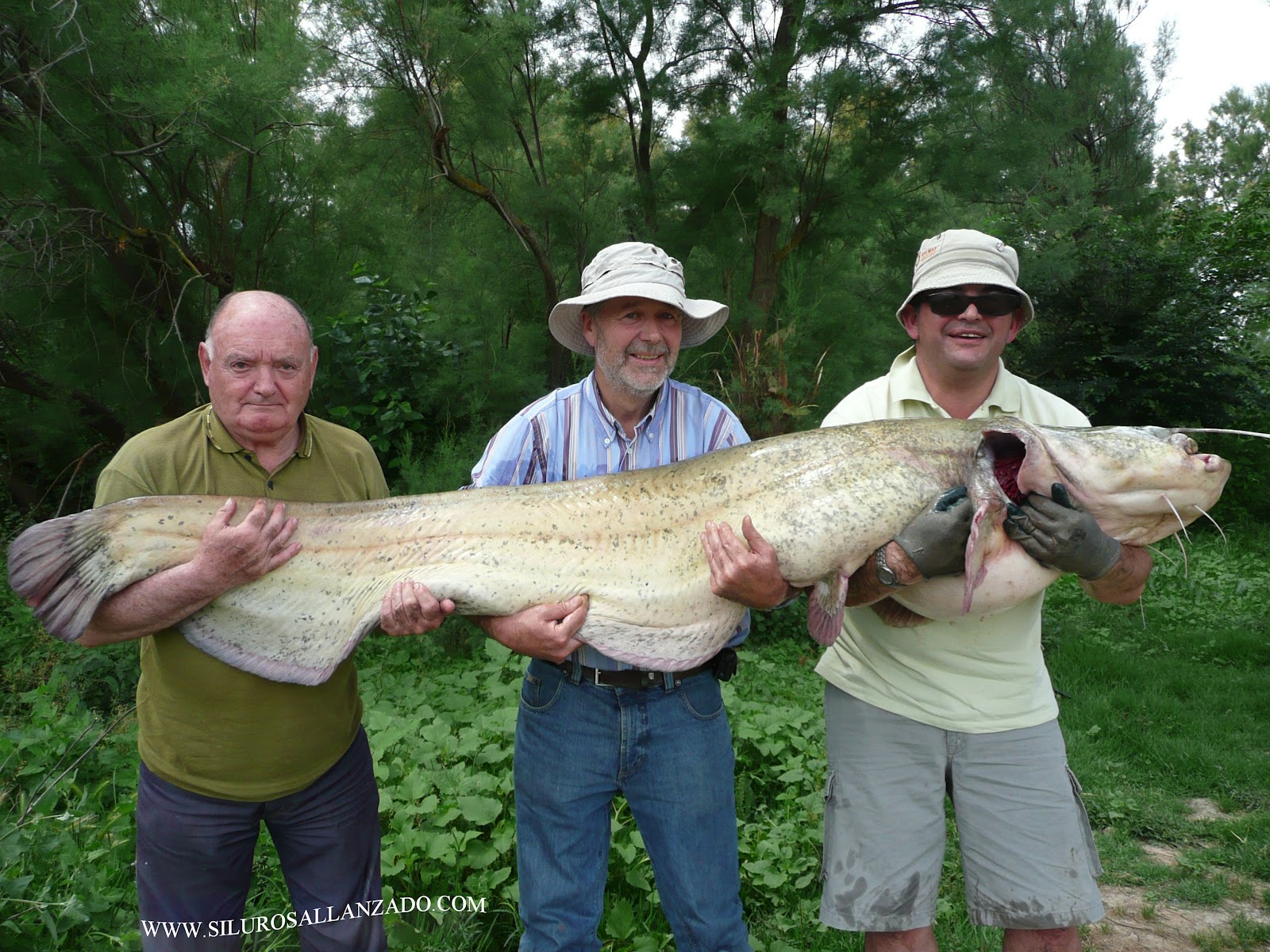 GUIDE DE PÊCHE DU SILURE ET DU SANDRE À MEQUINENZA: MEQUINENZA PÊCHE ...