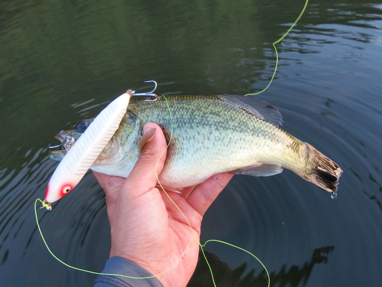 Chug-Chug! Rush, At Ease!: Summer bass