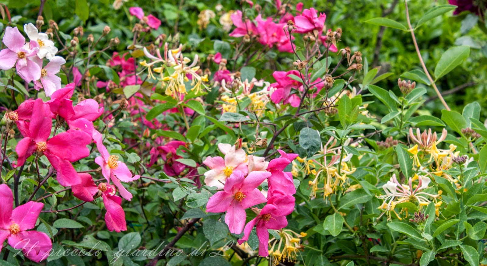 Il piccolo giardino di L.: La mia siepe mista profumata: il caprifoglio ...