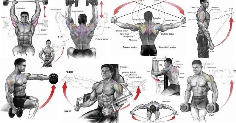5 Best Shoulder Workouts for Mass ~ multiple fitness