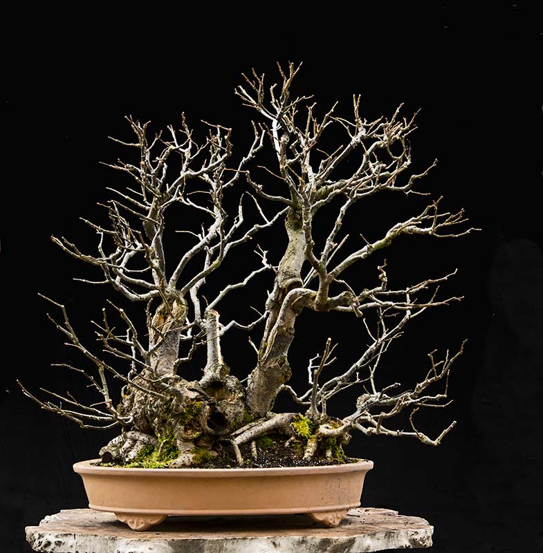 Walter Pall Bonsai Adventures: Linden clump available