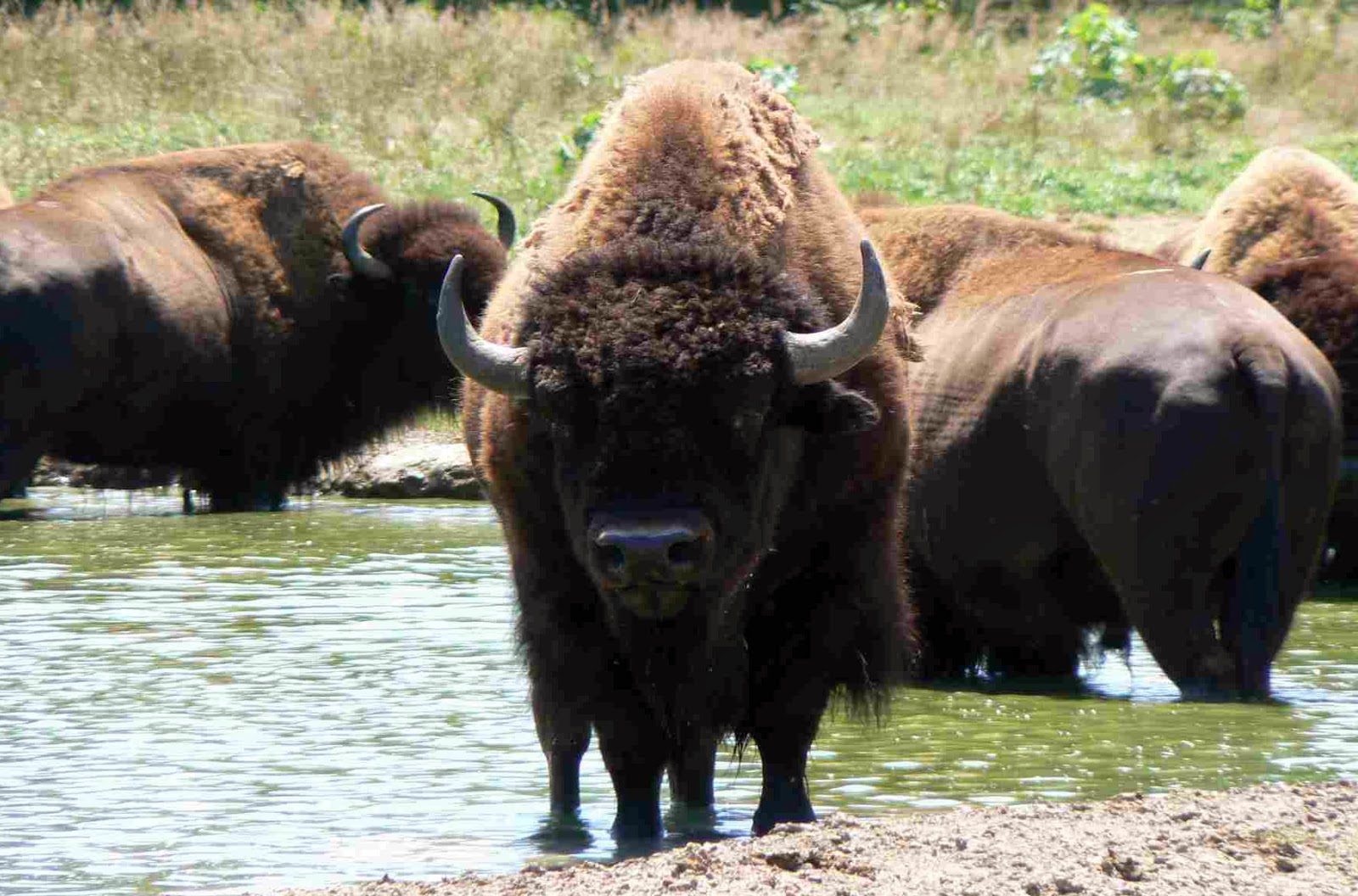 wild animal bison pictures that looks like an ox, cute jungle animals ...