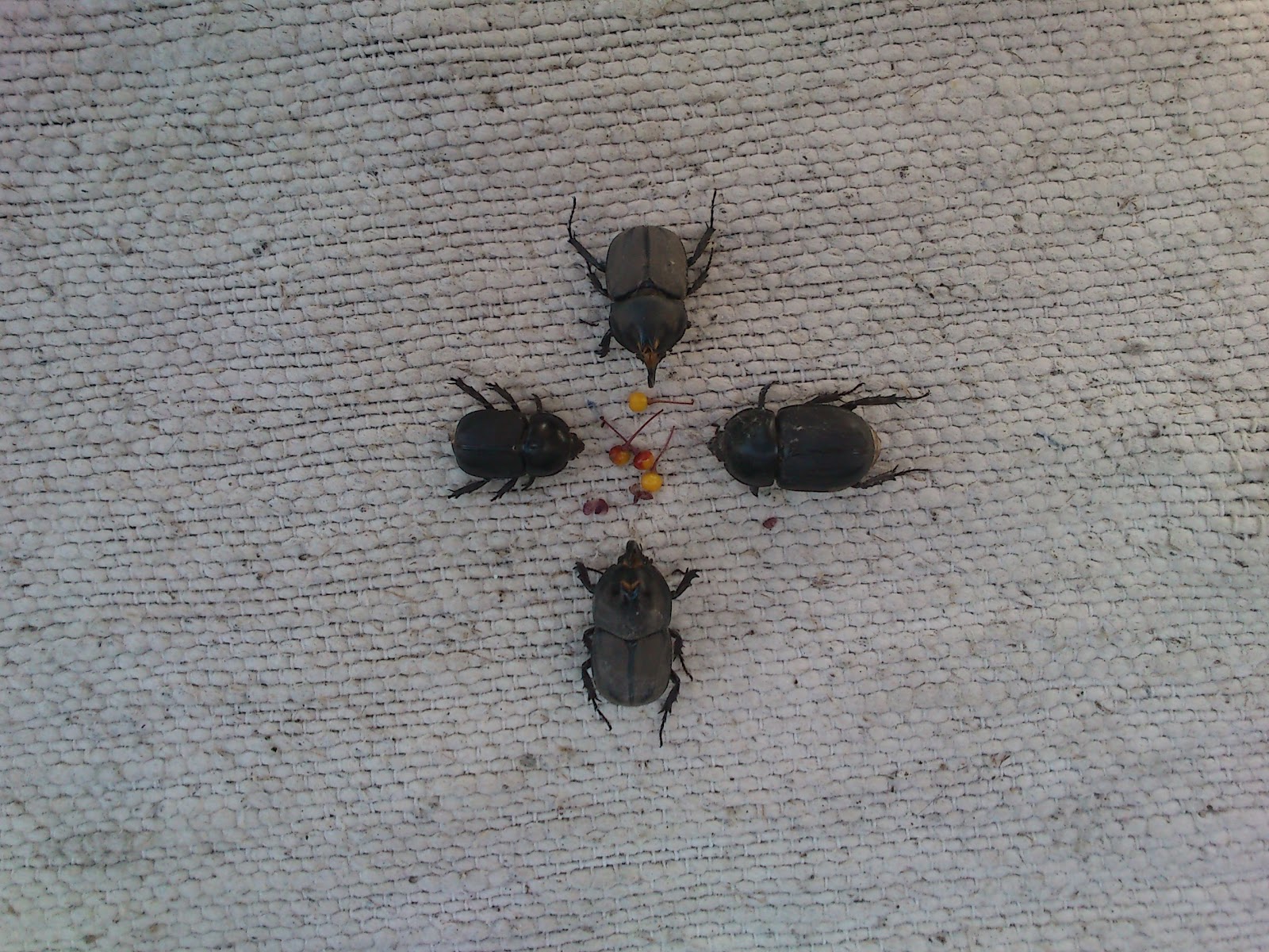 apóstrofe: cascarudos
