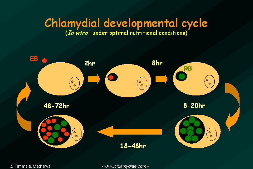 chlamydia diagnosis ~ infectious diseases