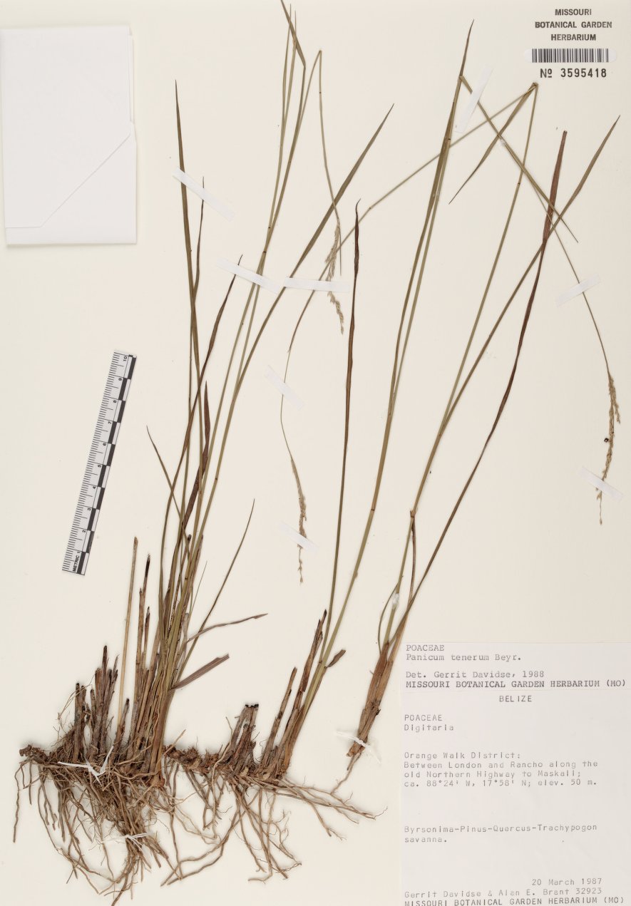 PLANT FAMILIES OF PUERTO RICO AND FLORIDA PAPO VIVES: Poaceae paniceae ...