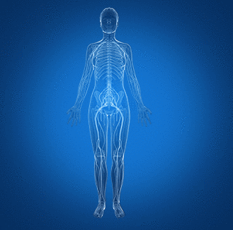 El Sistema Nervioso On Make A Gif