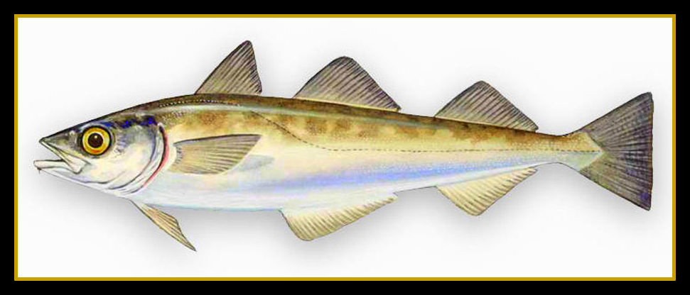 SABOR DE PESCA: MERLUZA DO ALASCA = POLLOCK DO ALASKA = BADEJO DO ...