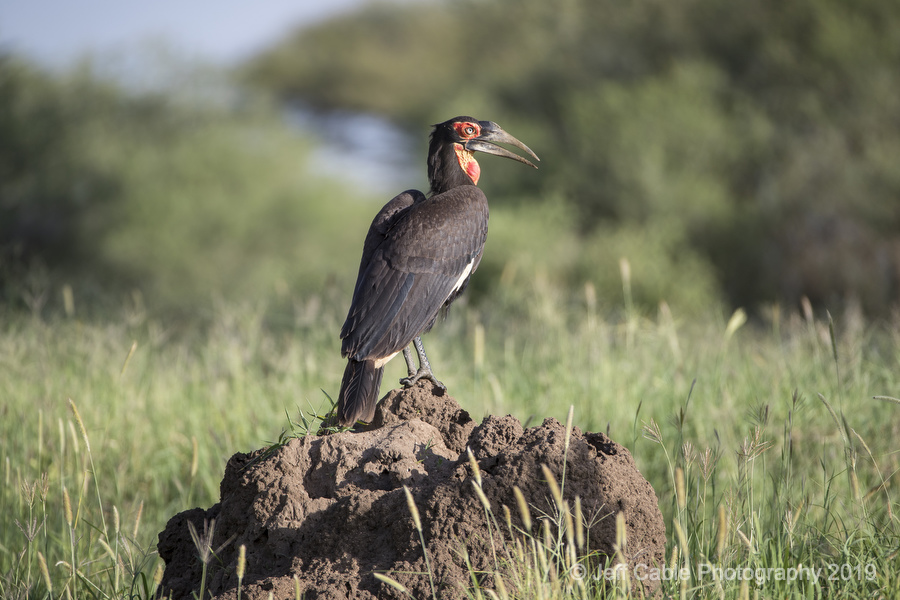 Jeff Cable's Blog: The Amazing Birds of Tanzania
