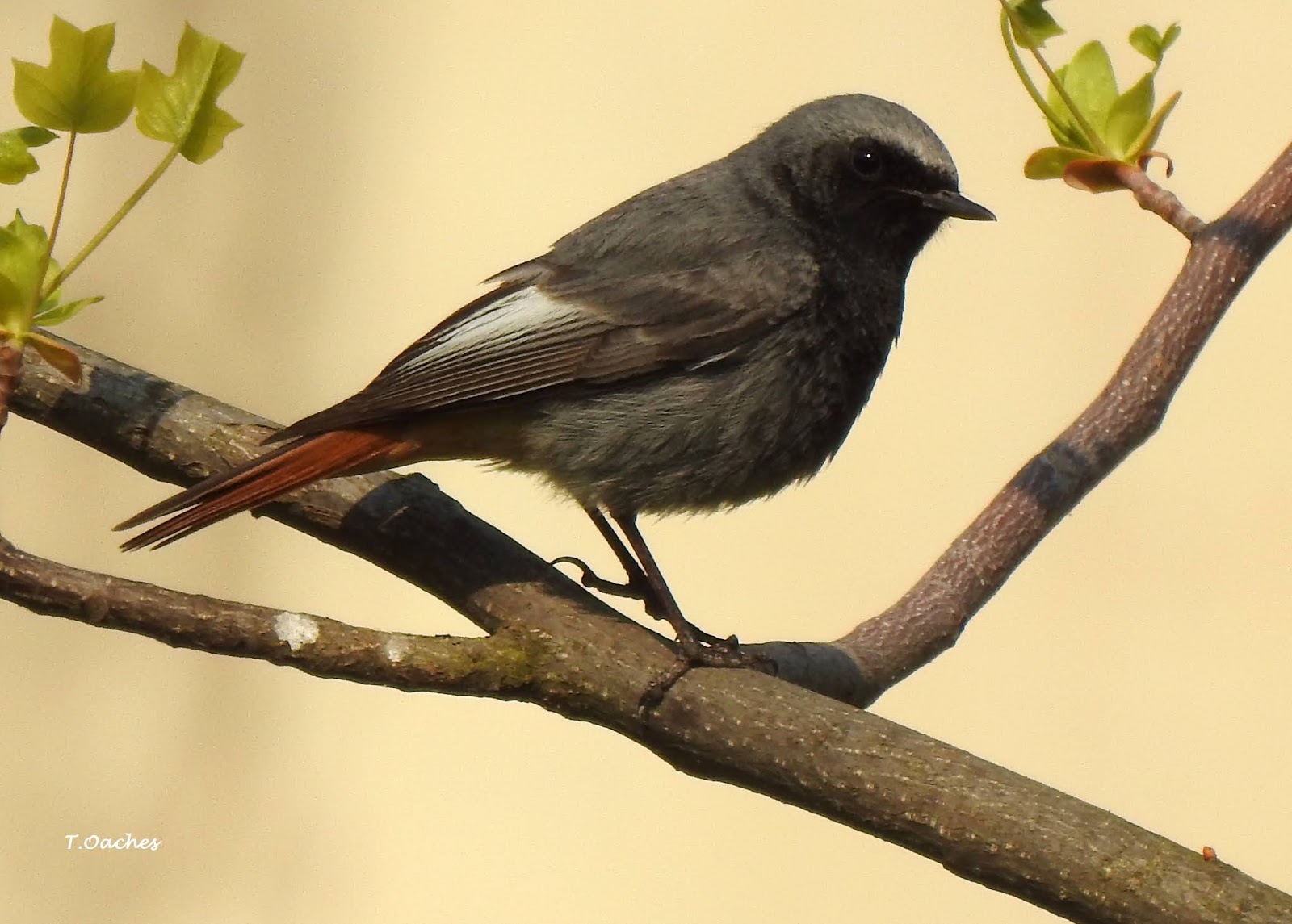 PASARI DIN ROMANIA: CODROS DE MUNTE (1), Phoenicurus ochruros