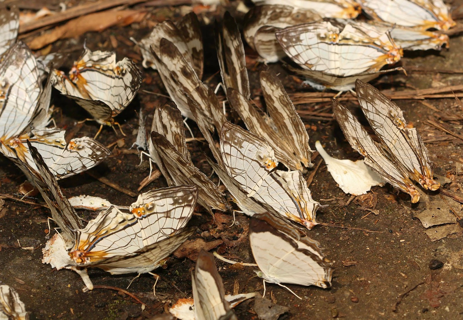Butterflies of Vietnam: 129. Cyrestis thyodamas thyodamas (The Common Map)