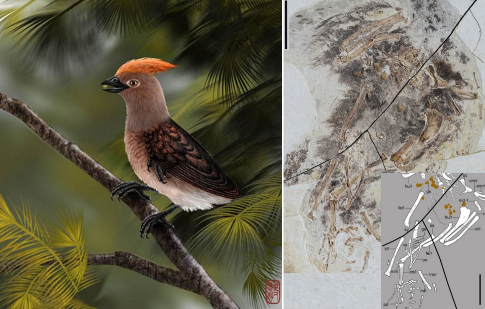 Species New to Science: [PaleoOrnithology • 2016] Chongmingia zhengi ...