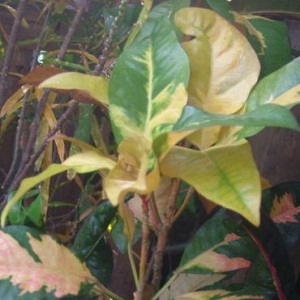 Tanaman Puring (Codiaeum variegatum) - Ganesha Flora Bali