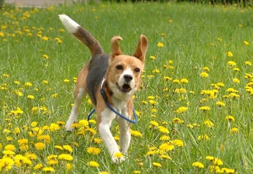 Oque vai acontecer com esse lindo cachorrinho feliz ? | COISAS QUE EU CURTO