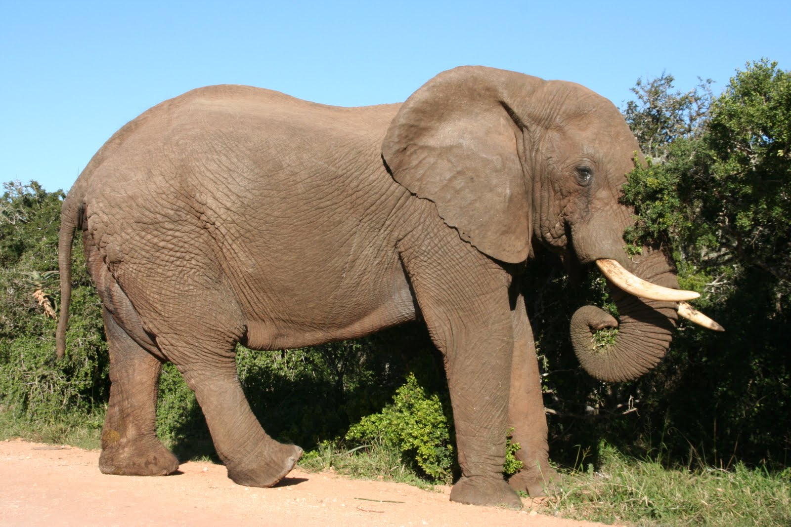 A Canadian Mom in Africa: Addo Elephant National Park - The elephants