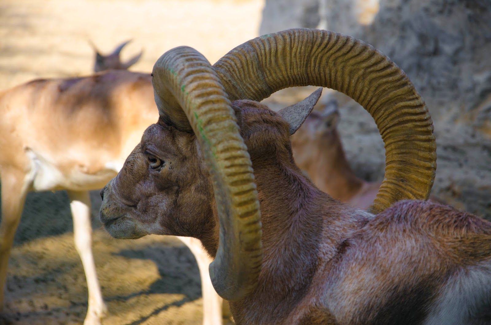 Pinay in Kuwait: KUWAIT BUCKET LIST: Visit Kuwait Zoo