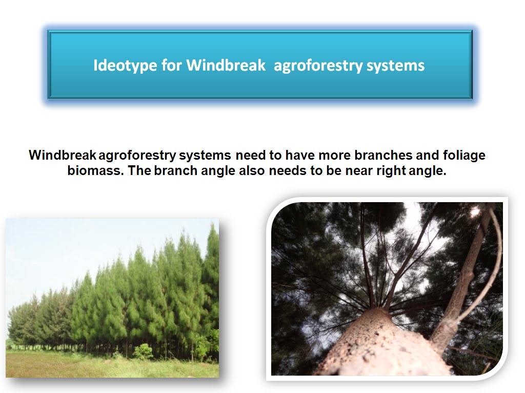 Agroforestry - A blog on Agrihortisilviculture: Casuarina as windbreaker