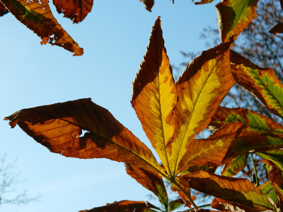LA MULTI ANI, ROMANIA!: Frunze de castan