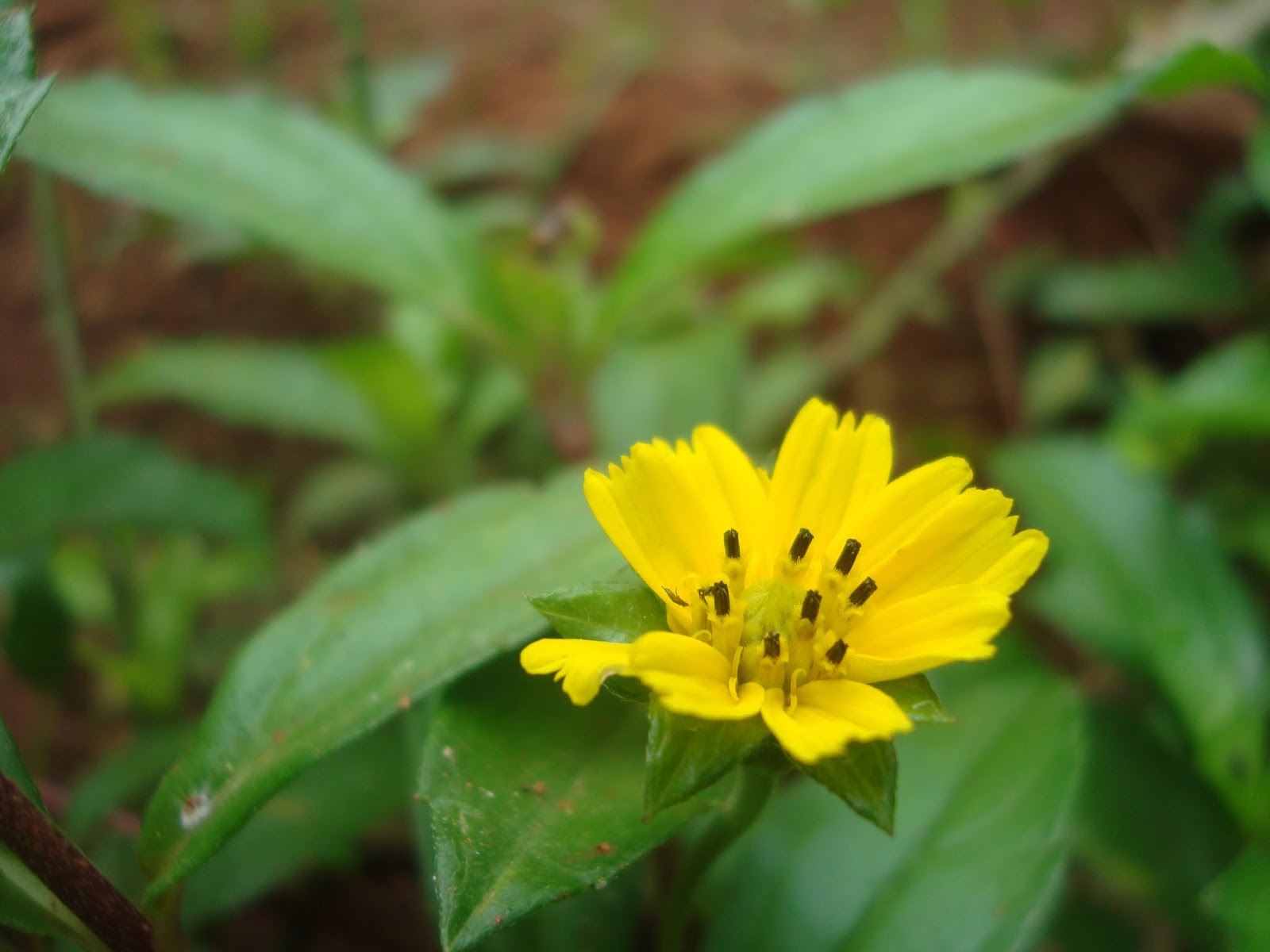 NATURAL PHOTOS AND WALLPAPERS: MANJAL KARISALANGANI LEAF