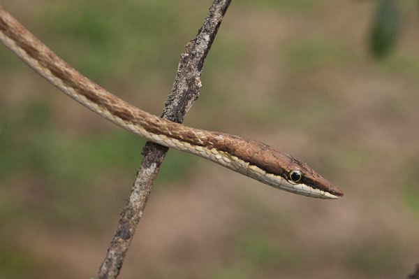 Panama Silvestre: Oxybelis aeneus (Colubridae)
