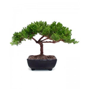 World's Smallest Tree Species | Information Hub Of Besties