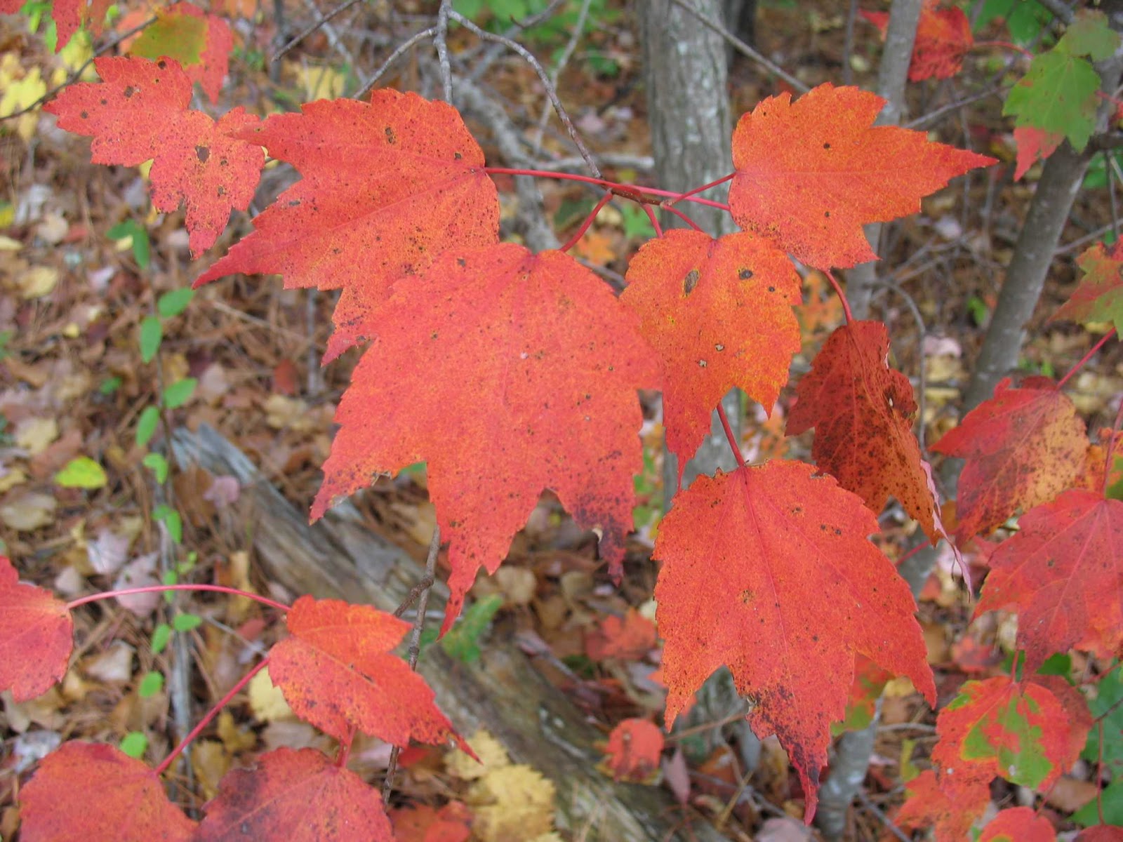 Using Georgia Native Plants: Native Fall Foliage - Orange/Red/Purple