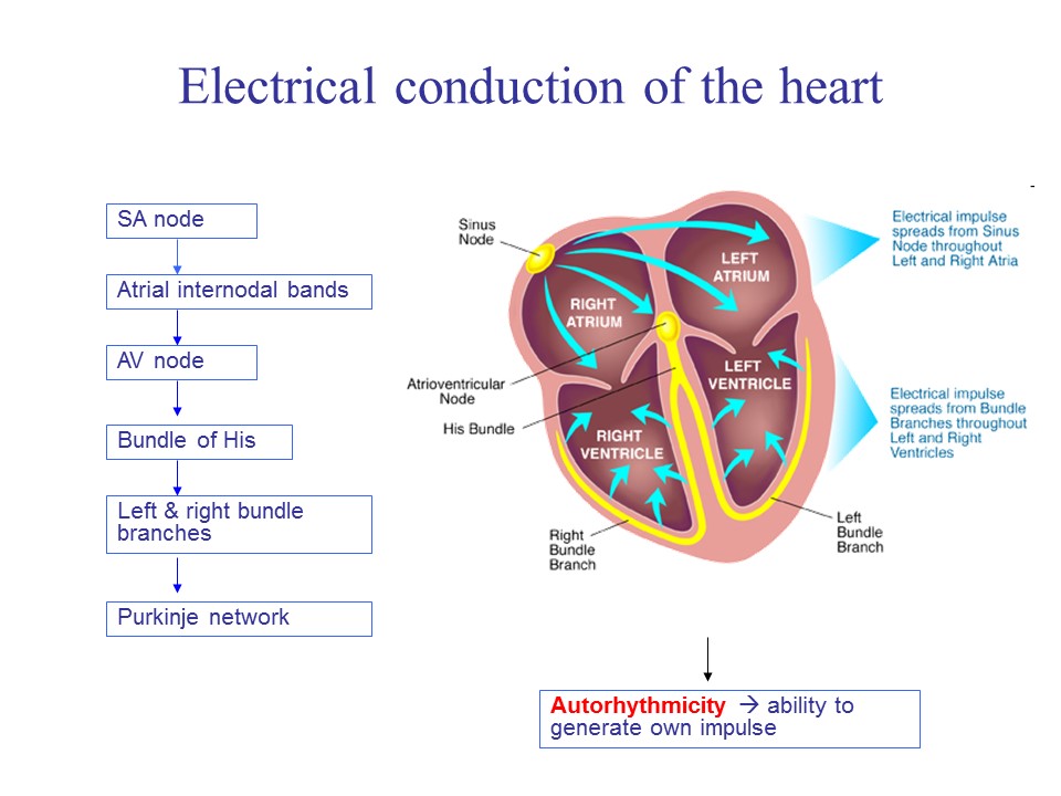 CVT Mohd Farid: Physiology Of The Heart