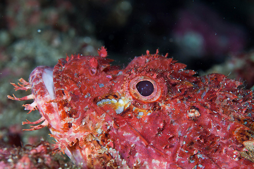 Behind the French Menu: Rascasse - The Scorpion or Sea Robin family of ...