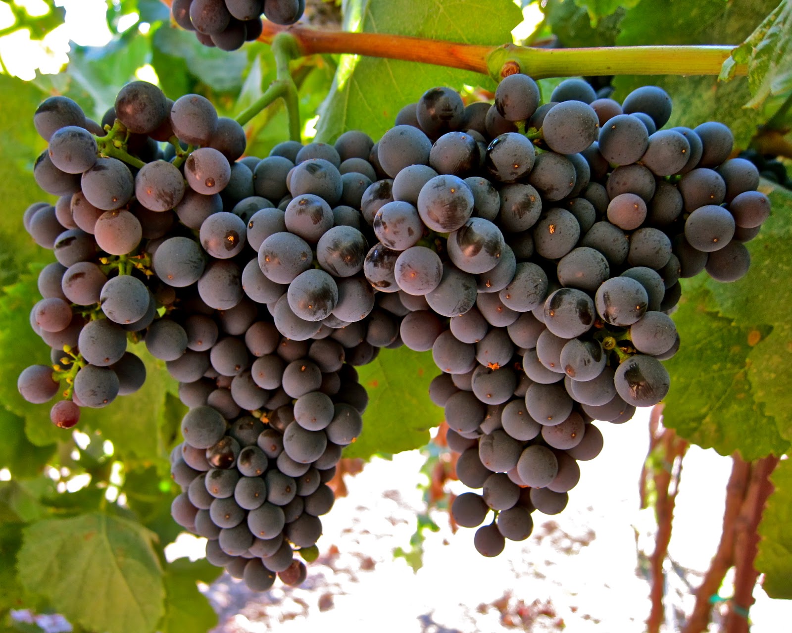 Tannat: Varietal Emblema de Uruguay ~ Enología