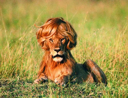 Funny Animals: Funny Lion Pictures/Images, Lion